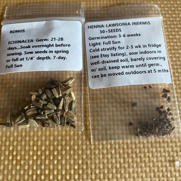 Egg Tree Seeds - Etsy