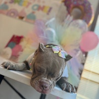 Mini Velvet Bows 2.5 Inch - Etsy