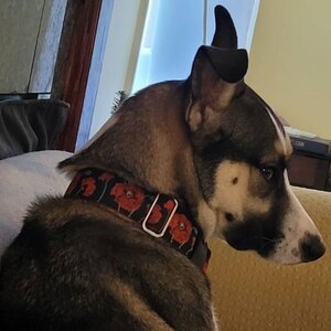 Biothane Tab or Bringsel Pick Your Color 1/2 Wide Heavy Weight, 8 Long ...