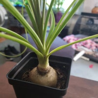 Egg Tree Seeds - Etsy Canada