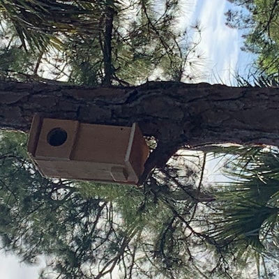 Barred Owl or Great Horned Owl Nesting Box - Etsy