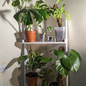 85 100cm Monstera Deliciosa Taurii XL Swiss Cheese Plant - Etsy UK