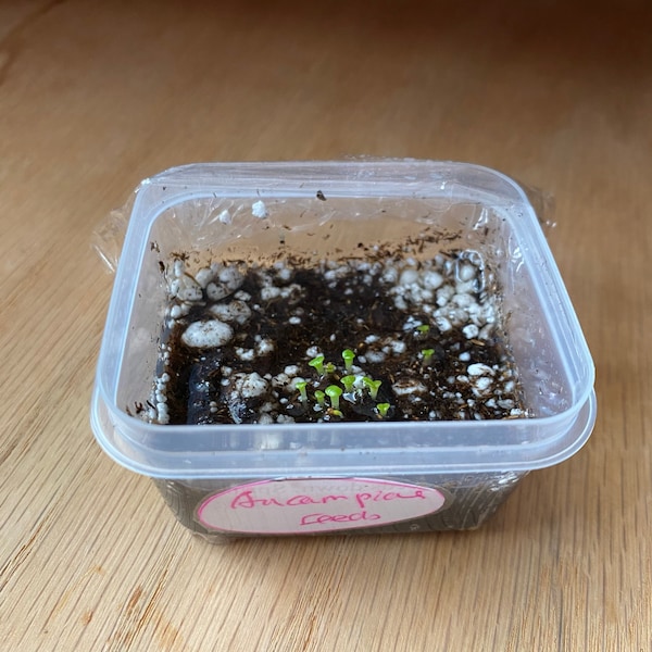 20 Seeds Lithops Aucampiae Mix / Freshly Harvest 20 Premium Quality ...