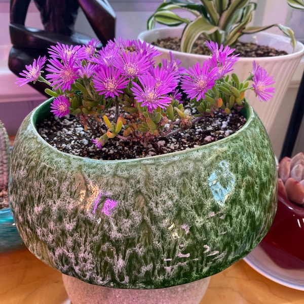 Beautiful Succulent: Dicrocaulon Ramulosum (l.bolus) Ihlenf Purple ...