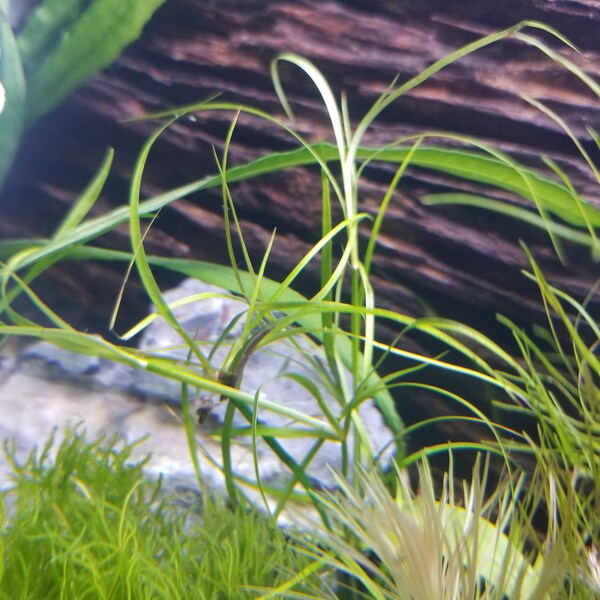 Lesser Creeping Rush, Juncus Repens, Live Aquarium/aquatic/background ...