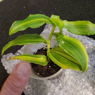 Tradescantia Blossfeldiana Aurea limelight - Etsy