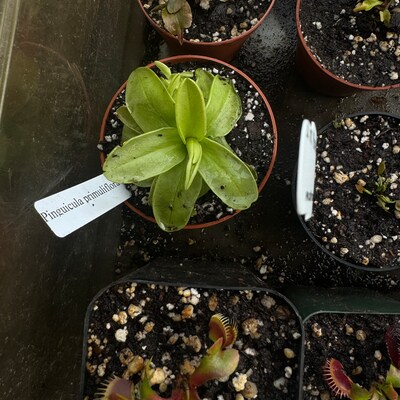 Euphorbia Guiengola, the String of Stars, Rooted Plant Shipped in 2 Pot ...