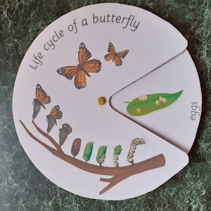 APPLE LIFE CYCLE 10 Montessori Cards Large Size A1 Flash Cards ...