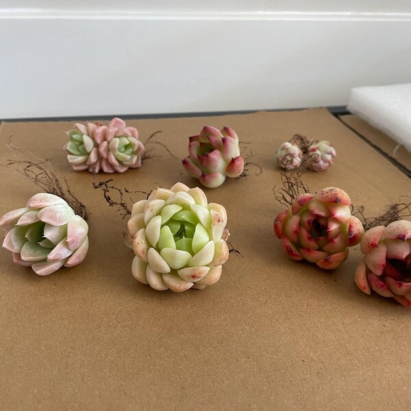 Rare Succulent - Echeveria Maigan Hybrid (mini Plant) - Etsy