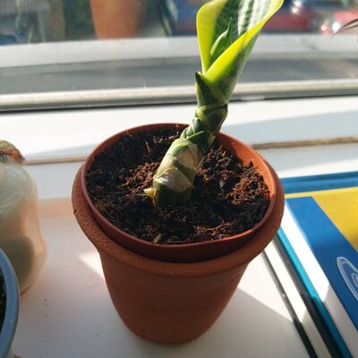 Set of 3 Small Handmade Terracotta Pots - Etsy
