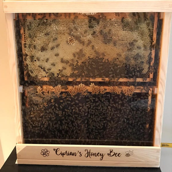 Observation Hive, 4-frame Nuc Apiary Bee Hive for Classroom, Urban ...