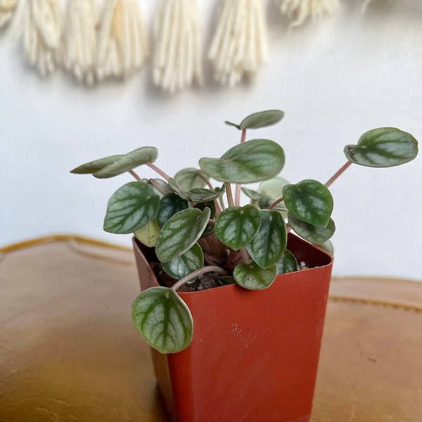 Peperomia Little Toscani Starter Plant (ALL STARTER PLANTS Require You ...