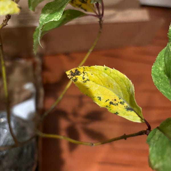 Viburnum Burkwoodii 'mohawk' Burkwood Viburnum Live Plant 4 Pot Size - Etsy