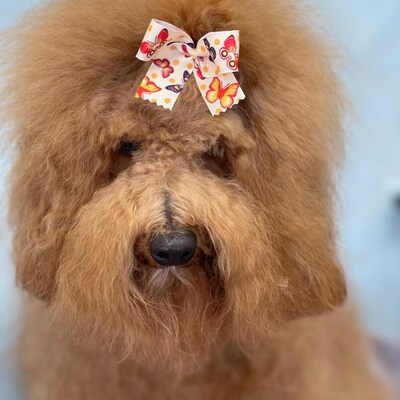 50 Medium Dog Grooming Bows Variety Pack Top Quality Grosgrain Ribbons ...