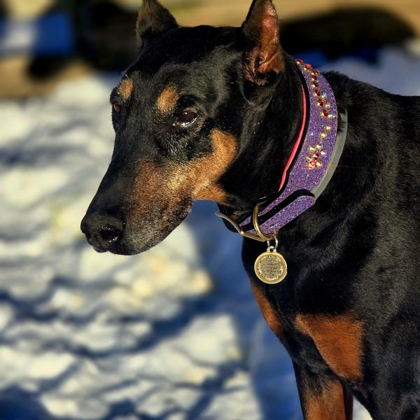 Luxury Big Dog Collar With Spikes 3 Inch Width - Etsy