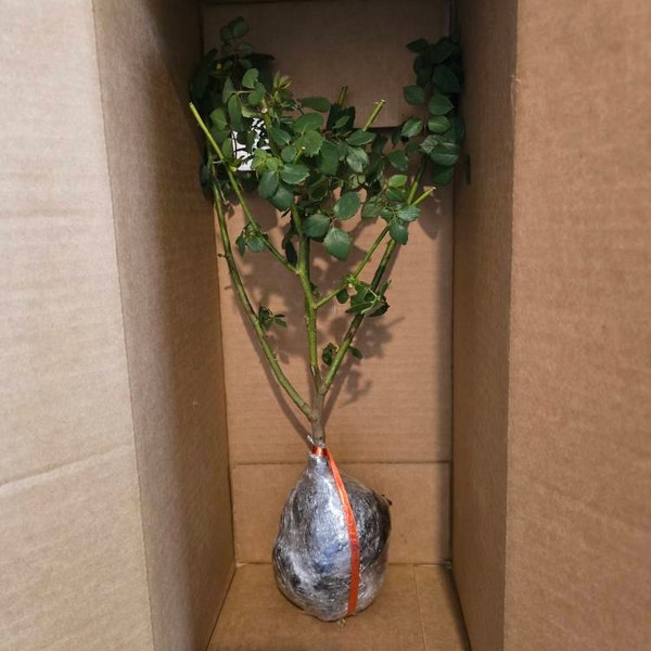 Rose “ausbite” English Climbing Rose Plant Ownroot, 1 Gallon - Etsy