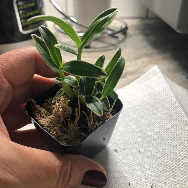 Rlc. Sung Ya Green 'mailman' 2.5 Pot - Etsy