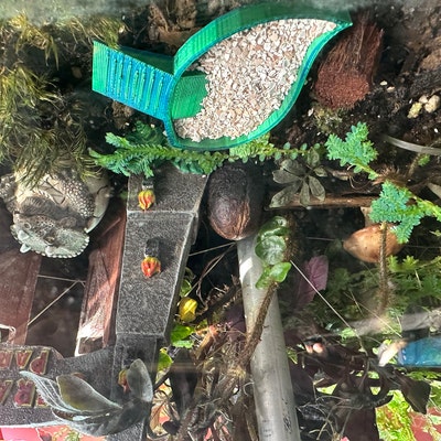 Skull Isopod Feeding Dish Tiny Food Bowl Rolly Polly Feeding - Etsy