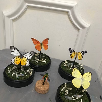 Real Assorted Butterflies, 5, 10 or 25 UNMOUNTED, WINGS/CLOSED ...
