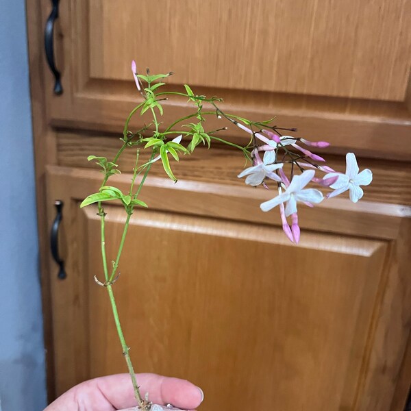 Starter Podocarpus Macrophyllus Maki Tree Outdoor Plant Landscape Live ...