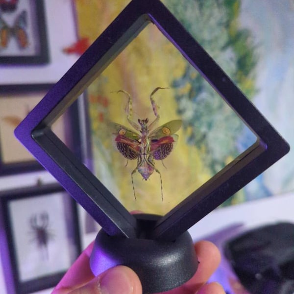 Penthicodes Farinosa Peleng, Real Lanternfly, Fulgoridae , Floating ...