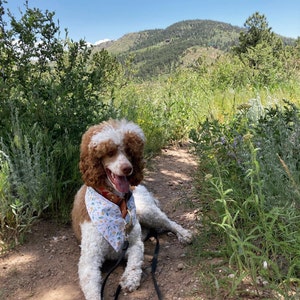 Cheeky Berner Sticker - Etsy