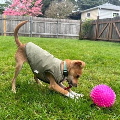 Point Knit Cardigan Dog Sweater Cardigan Shirt Top Dog Clothes Dog ...