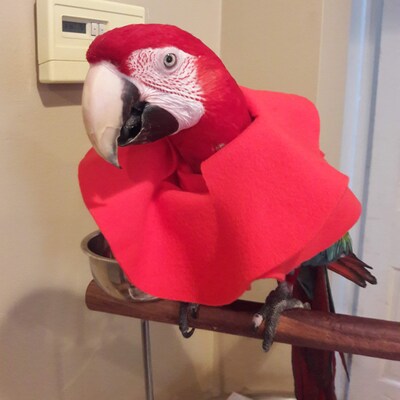 Parrot Extra Coverage Clothing, Specifically for Birds That Pluck and ...