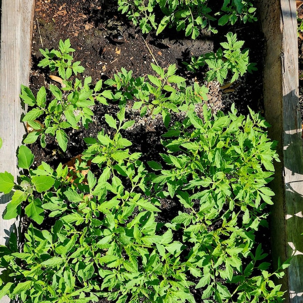 30 Heirloom Dwarf Tiny Tim Tomato Seeds, Organic, Container, Patio ...