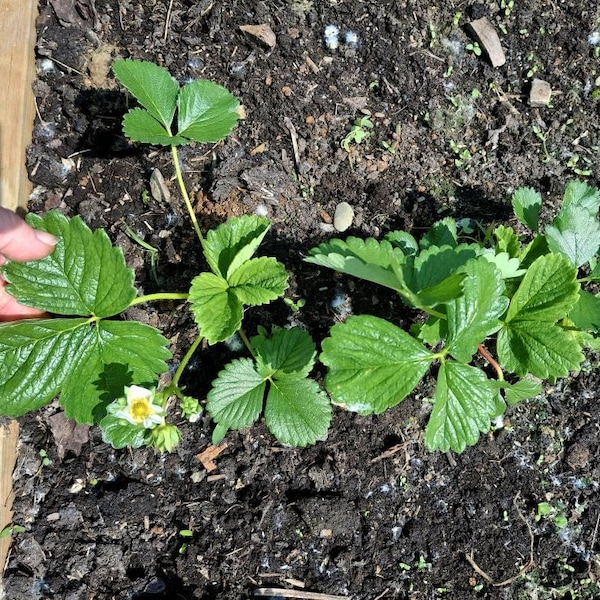 3 Blackberry Plants "triple Crown"-thornless (3 Large 1 Year Old Plug ...
