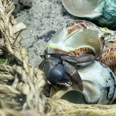 Grey Bonnet Seashell for Coastal Beach Home Decor and Crafts - Etsy