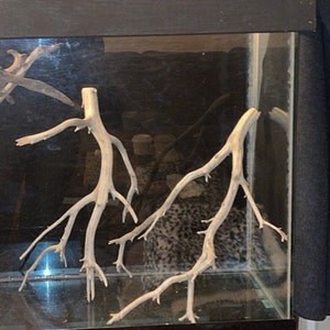 Windy Pods for Shrimp, Fish, Aquariums Craft Supplies Botanicals - Etsy