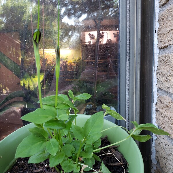 Pinellia Ternata Crow Dipper Live Plant in 2.5 Inch Pot Chinese ...