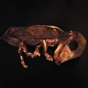 Petrified/mummified/preserved Fetal Piglet - Etsy
