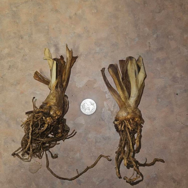 Votaniki John Peed Caladium - Perennial Caladium Bulbs for Planting ...