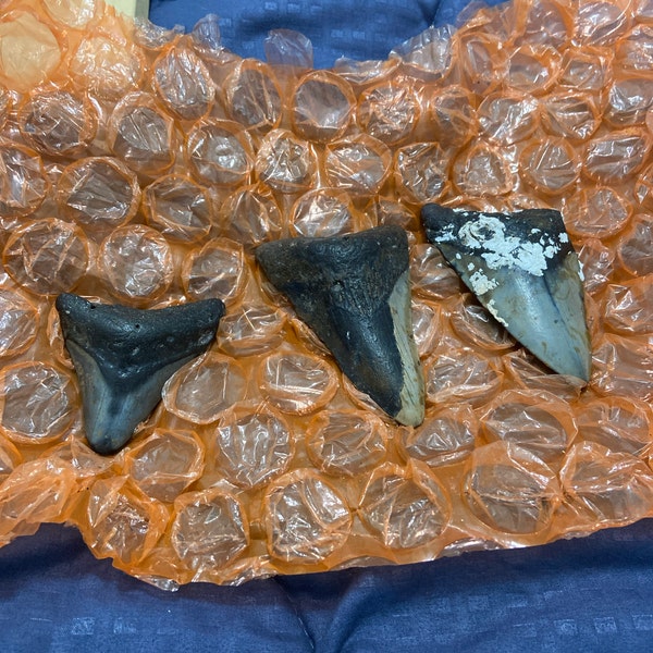 Megalodon Tooth 3.81 Inches. Real Fossil Megalodon Shark Tooth ...