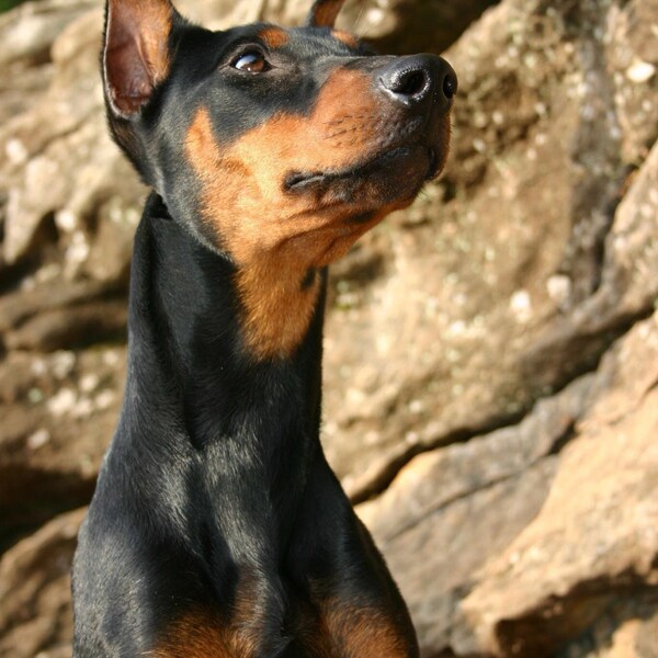 Japanese Matcha Tea Set, Ceremony Starter Kit, Chawan Bowl - Etsy