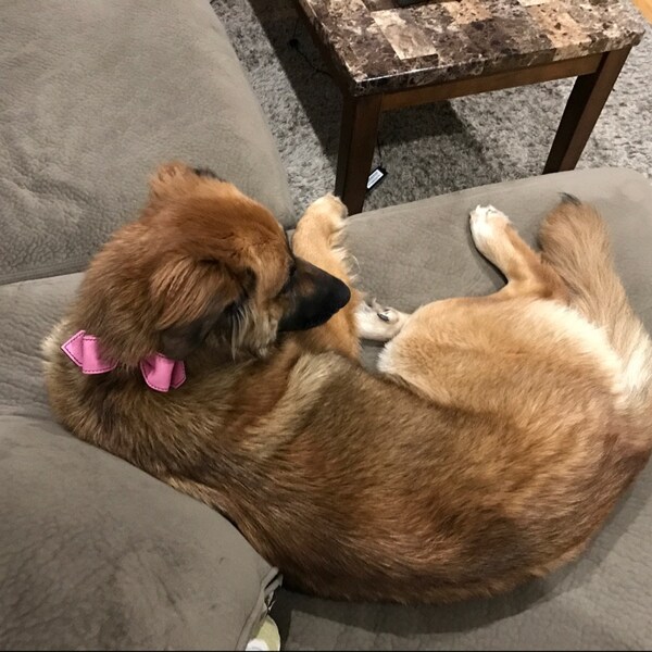 Peacock Blue Martini Bowtie Leather Dog Collar - Etsy