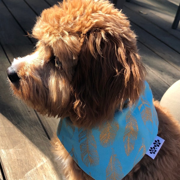 Gold Star Dog Collar, Dog Collar, Black and Gold Star Collar, Cat ...