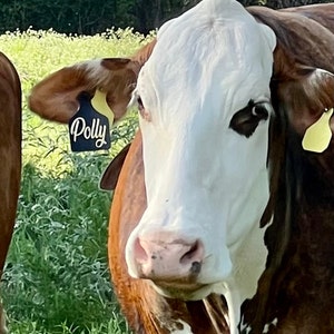 Goat Collar ID Tags - Etsy