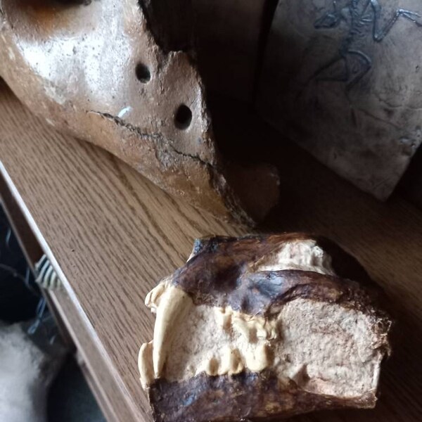 Skull LUCY AUSTRALOPITHECUS Afarensis Replica Complete Skull With ...