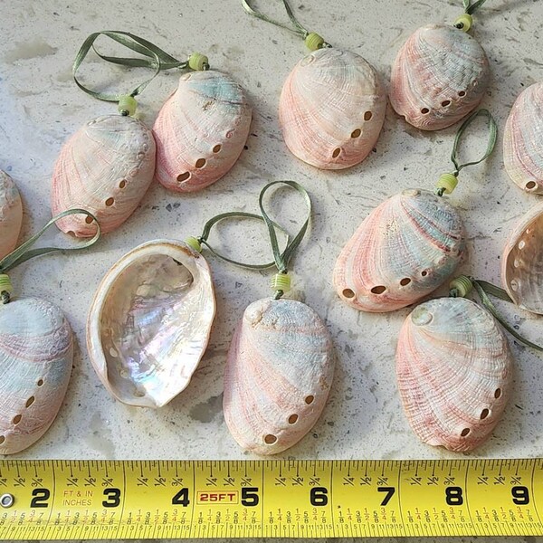 Right Handed Tiger Whelk Seashell DAKSHINAVARTI SHANKH 4 - Etsy