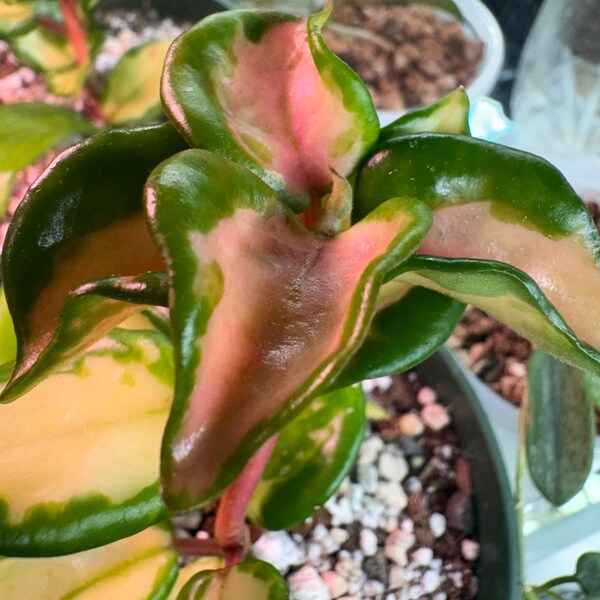 Hoya Mathilde in a 6 Inch Pot / Many Peduncles / Well Established ...