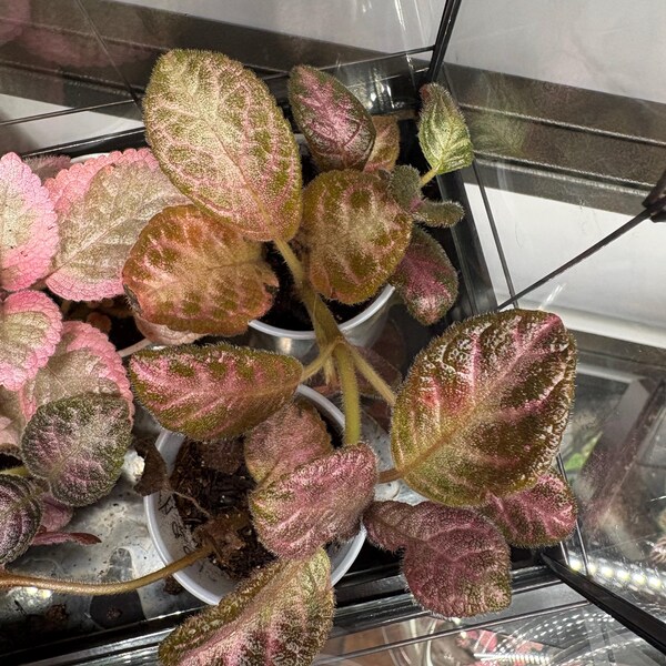 Episcia From Seeds a Set of 3 Episcias 2” Pots(c) - Etsy