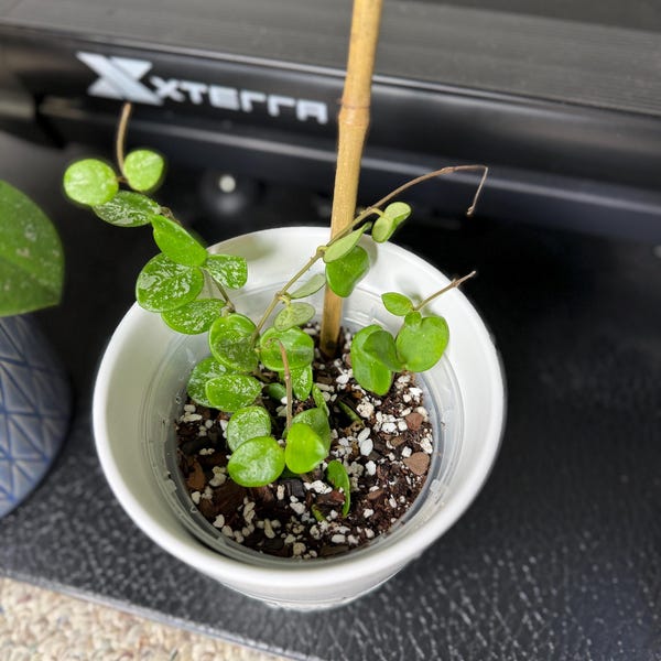 Hoya Mathilde Splash | Live Indoor & Outdoor Tropical House Plant ...