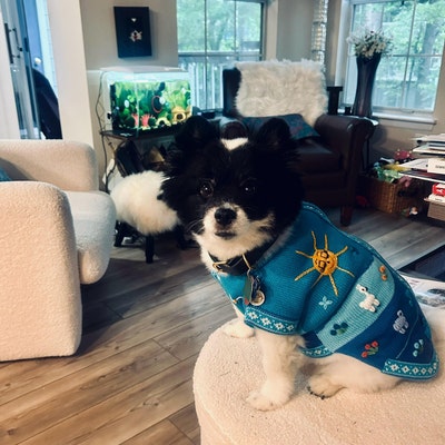 Blue Purple Tweed Dog PONCHO. all Sizes Handmade in the Andes of Peru ...