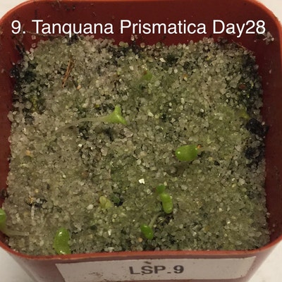 Tanquana Prismatica, Rare Living Stone, 10 Seeds - Etsy
