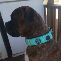 XL Bully Collar, American Bully Padded Collar, Pocket Bully Collar ...
