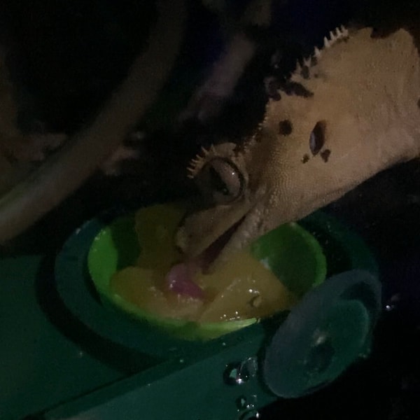 Gecko Food Ledge + Bowls & Spoon Kit | Choice of Colours | 3D Printed ...