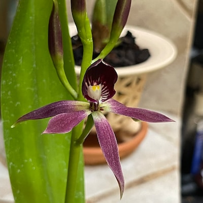 Husky Plant , Ruby Velvet Red Phalaenopsis Formosa Ruby 'brilliant' - Etsy